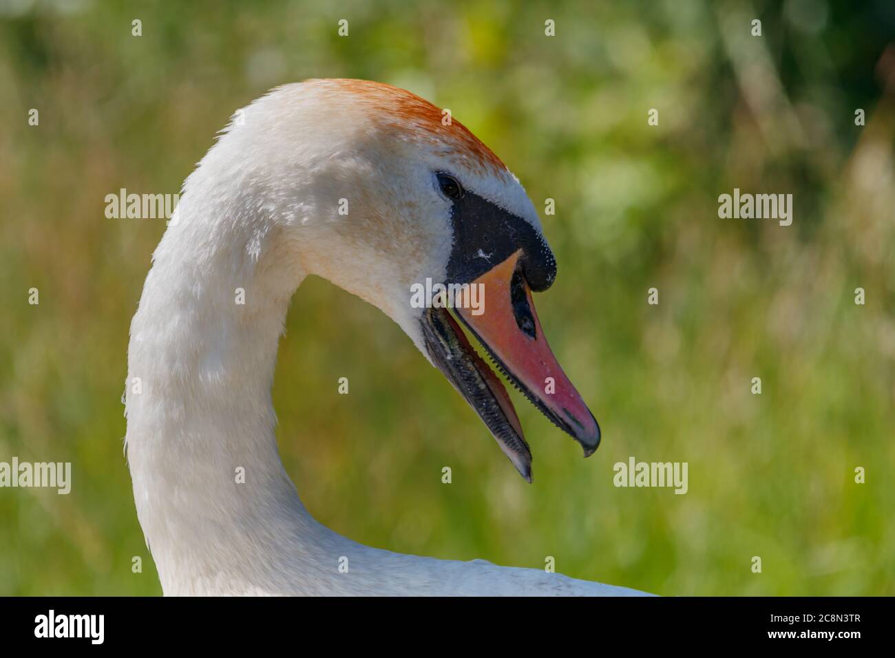 Backwell, England High Resolution Stock Photography and Images - Alamy