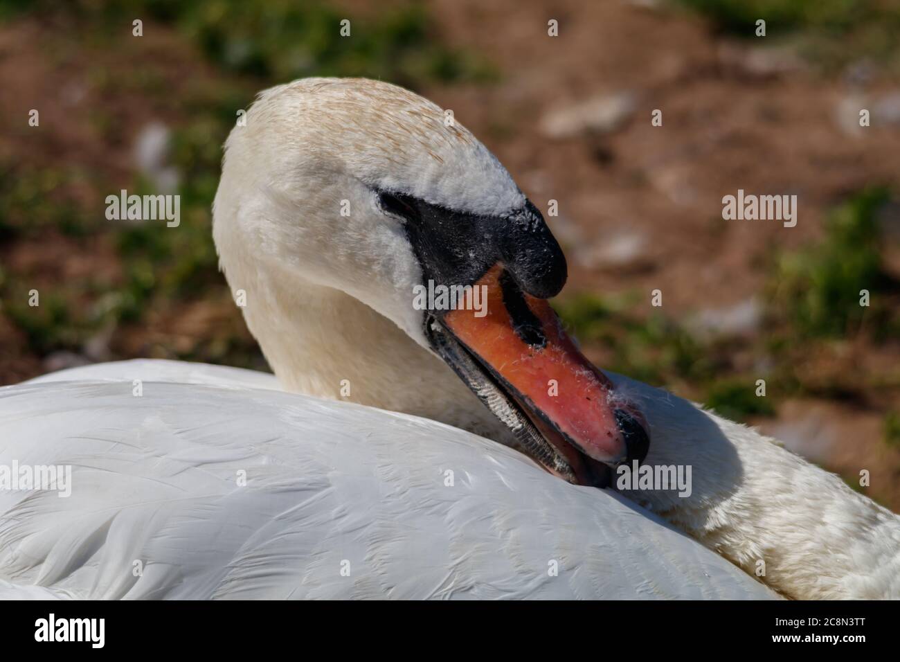 Backwell lake nature reserve Stock Photo - Alamy
