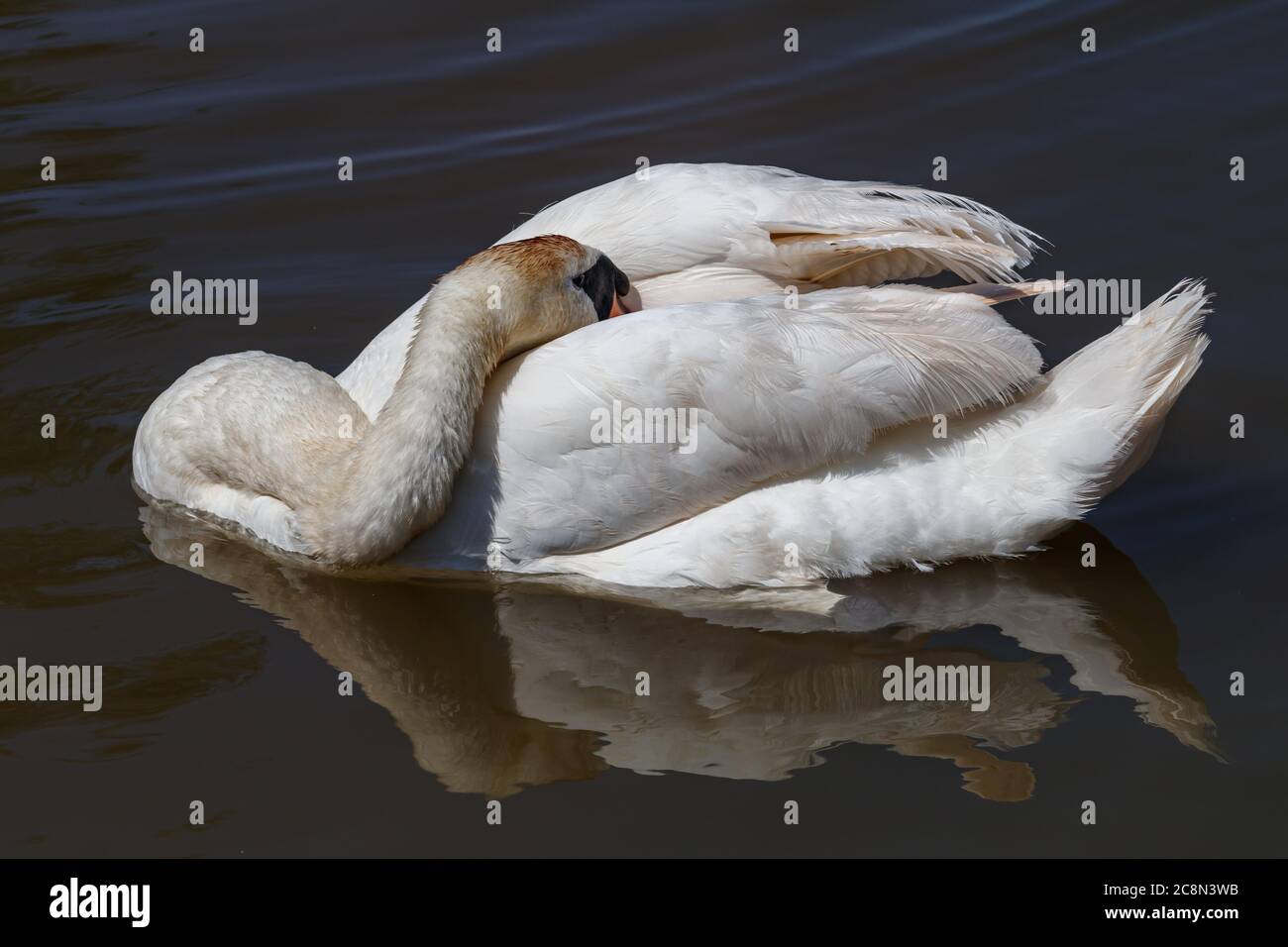 Backwell lake nature reserve Stock Photo - Alamy