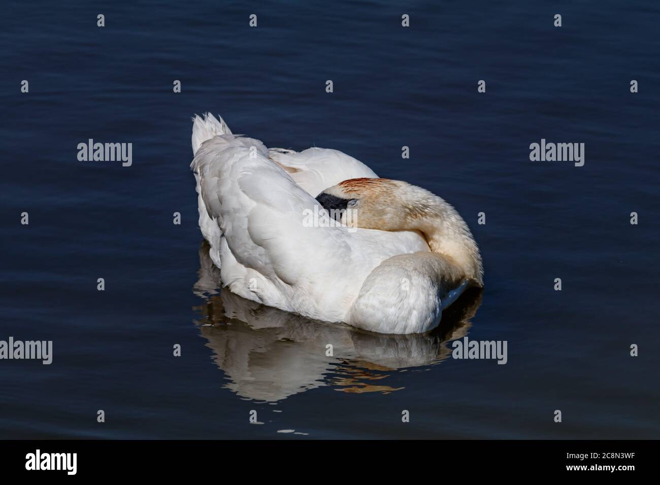 Backwell lake nature reserve Stock Photo - Alamy