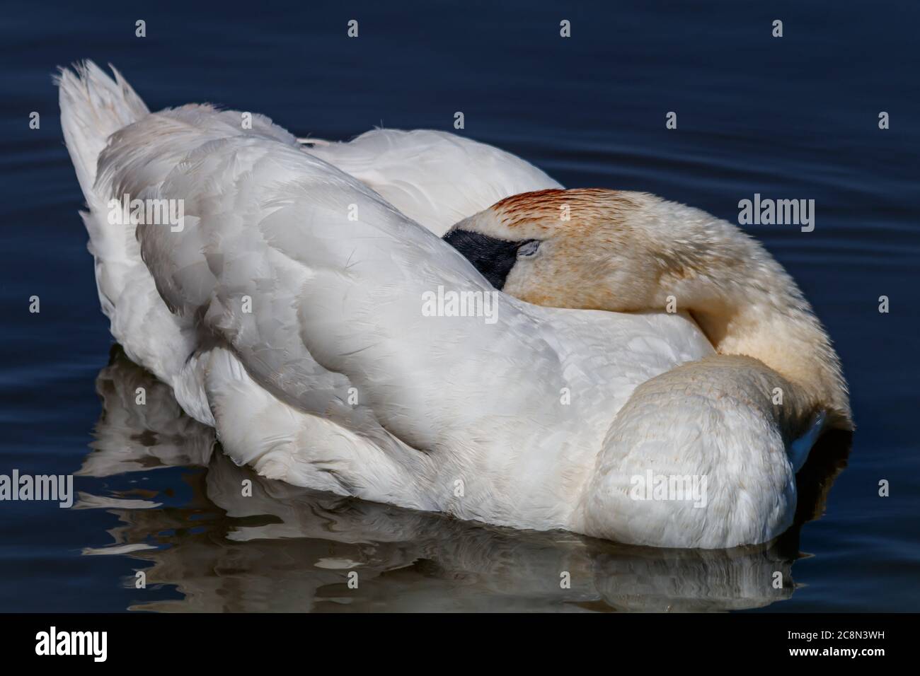 Backwell lake nature reserve Stock Photo - Alamy