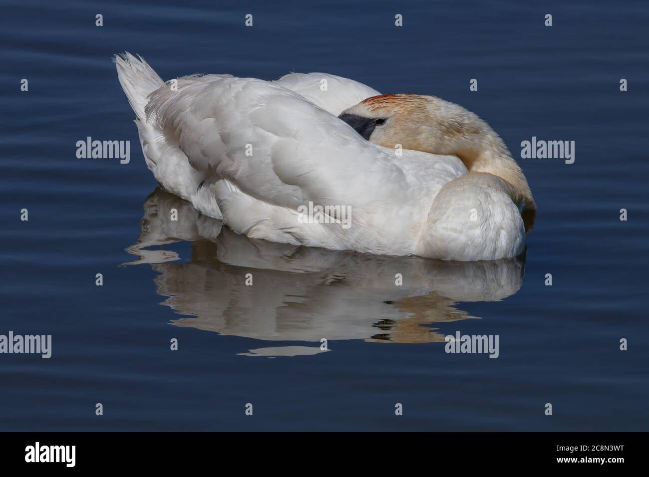 Backwell, England High Resolution Stock Photography and Images - Alamy