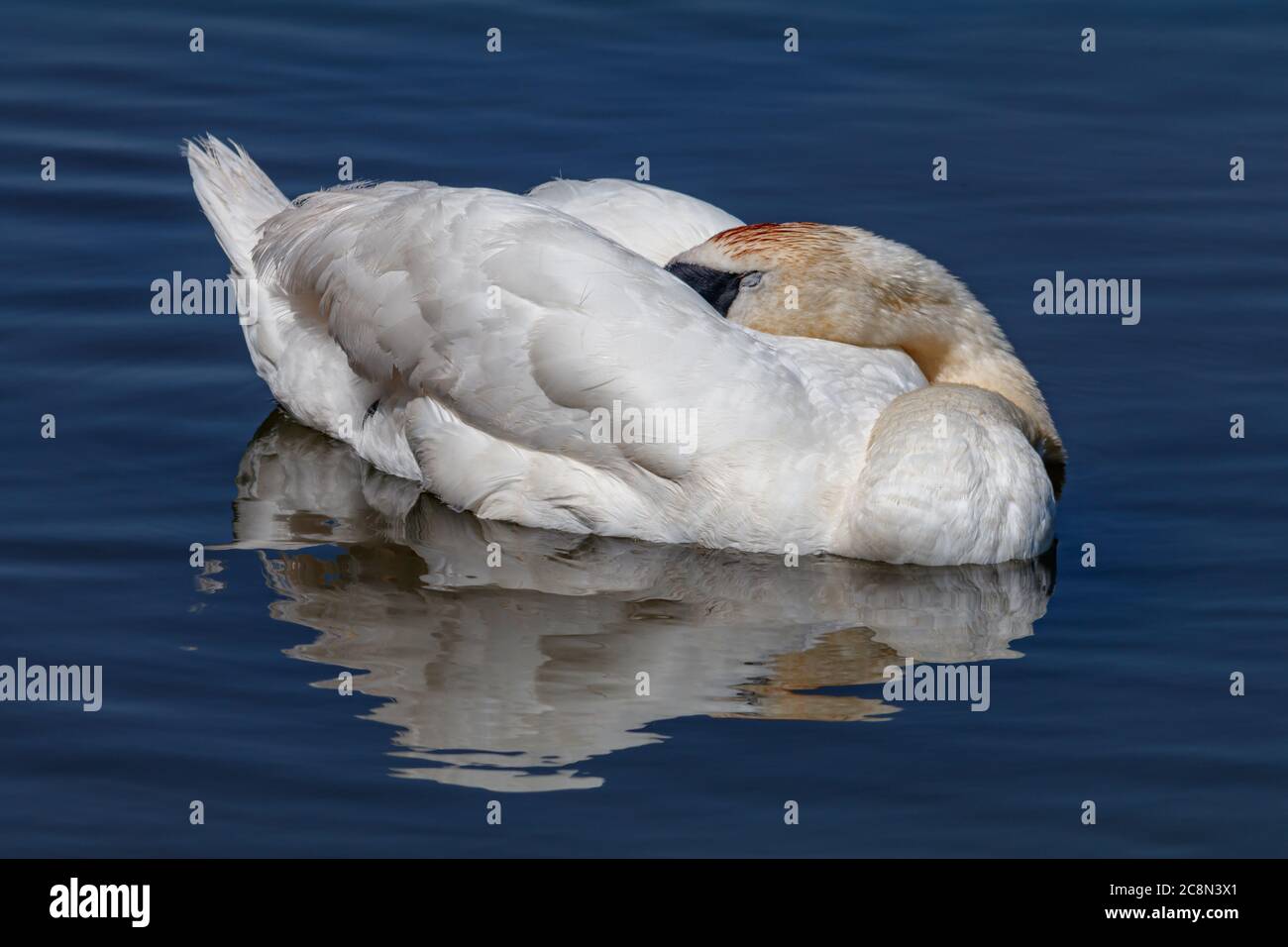 Backwell lake nature reserve Stock Photo - Alamy