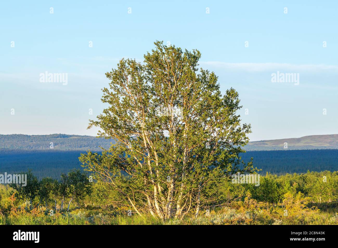 Single birch tree hi-res stock photography and images - Alamy