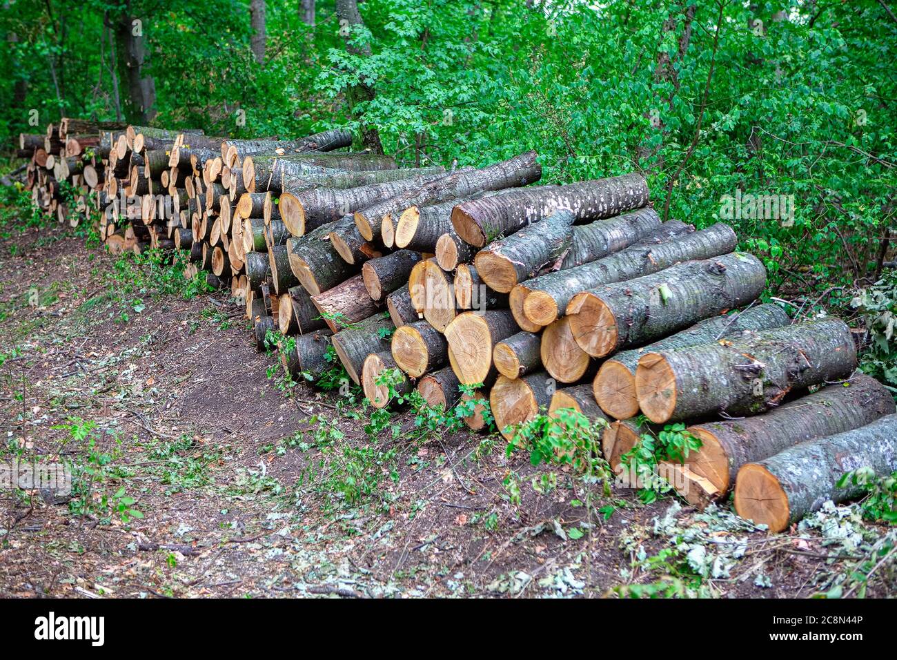 Pile of wooden logs in the forest . Deforestation scene Stock Photo - Alamy