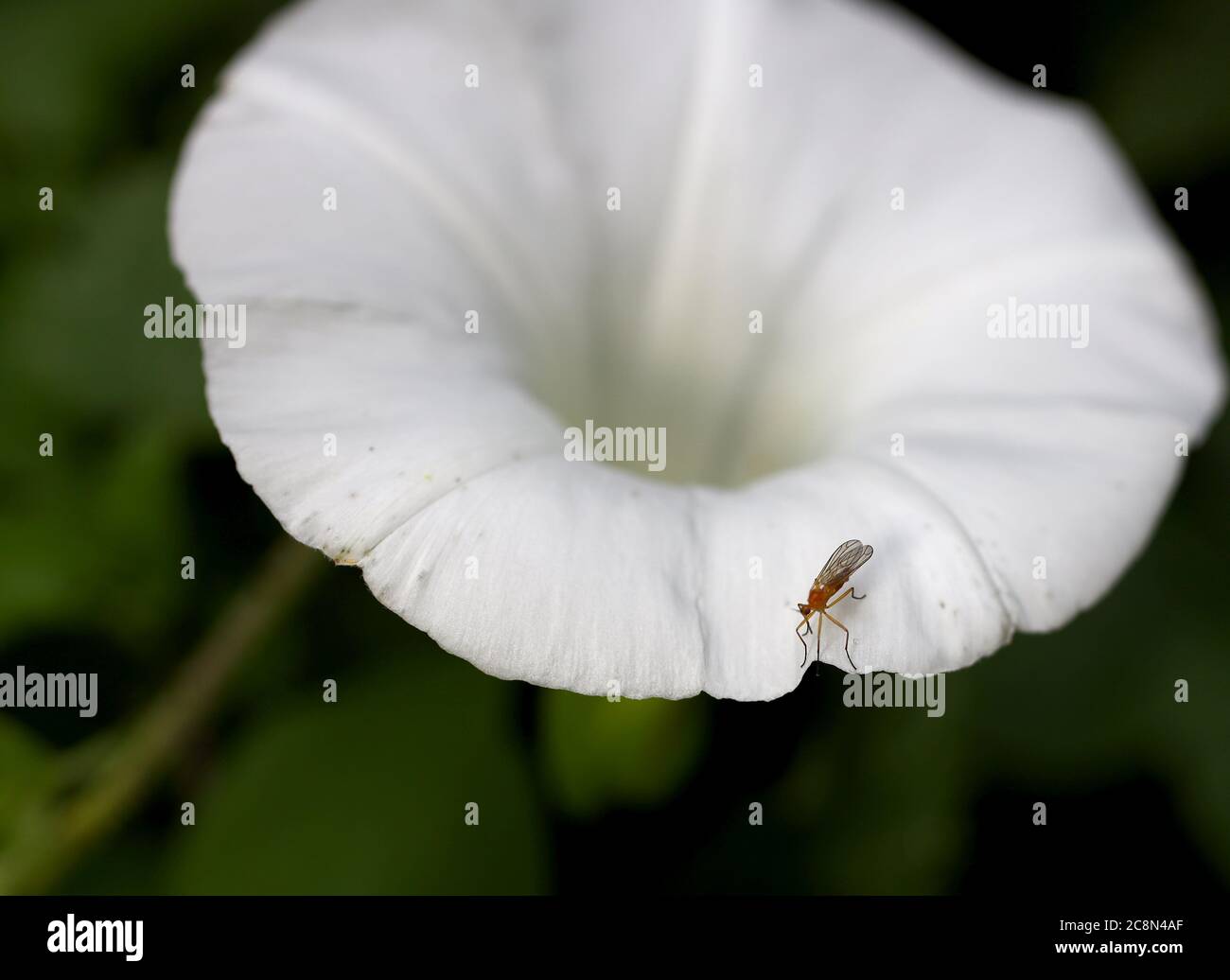 North yorkshire moors insect hi-res stock photography and images - Alamy