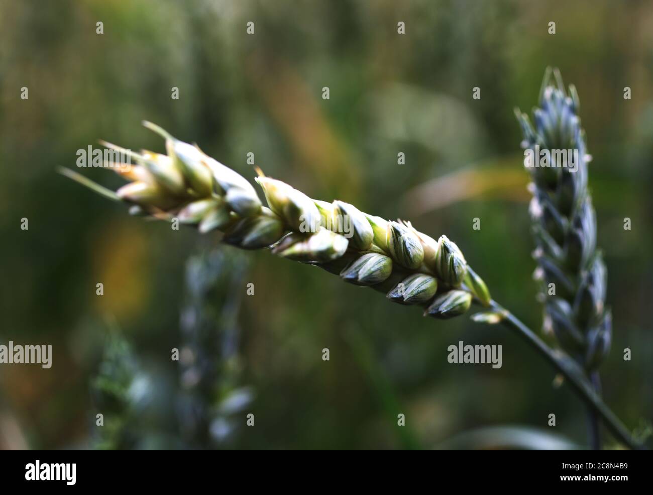 Macro view of wheat husk Stock Photo - Alamy