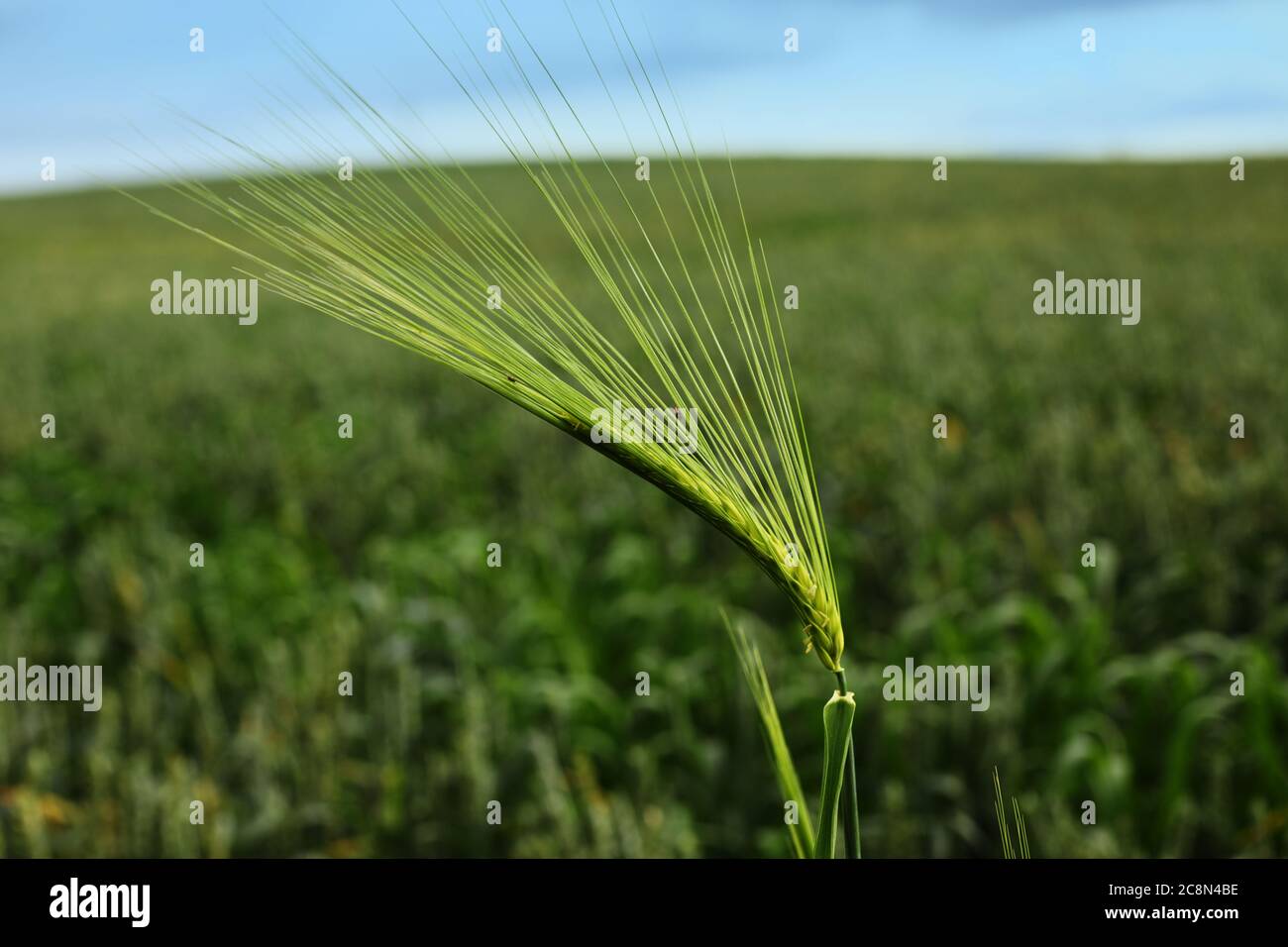 Wheat Husk with field in the background Stock Photo - Alamy