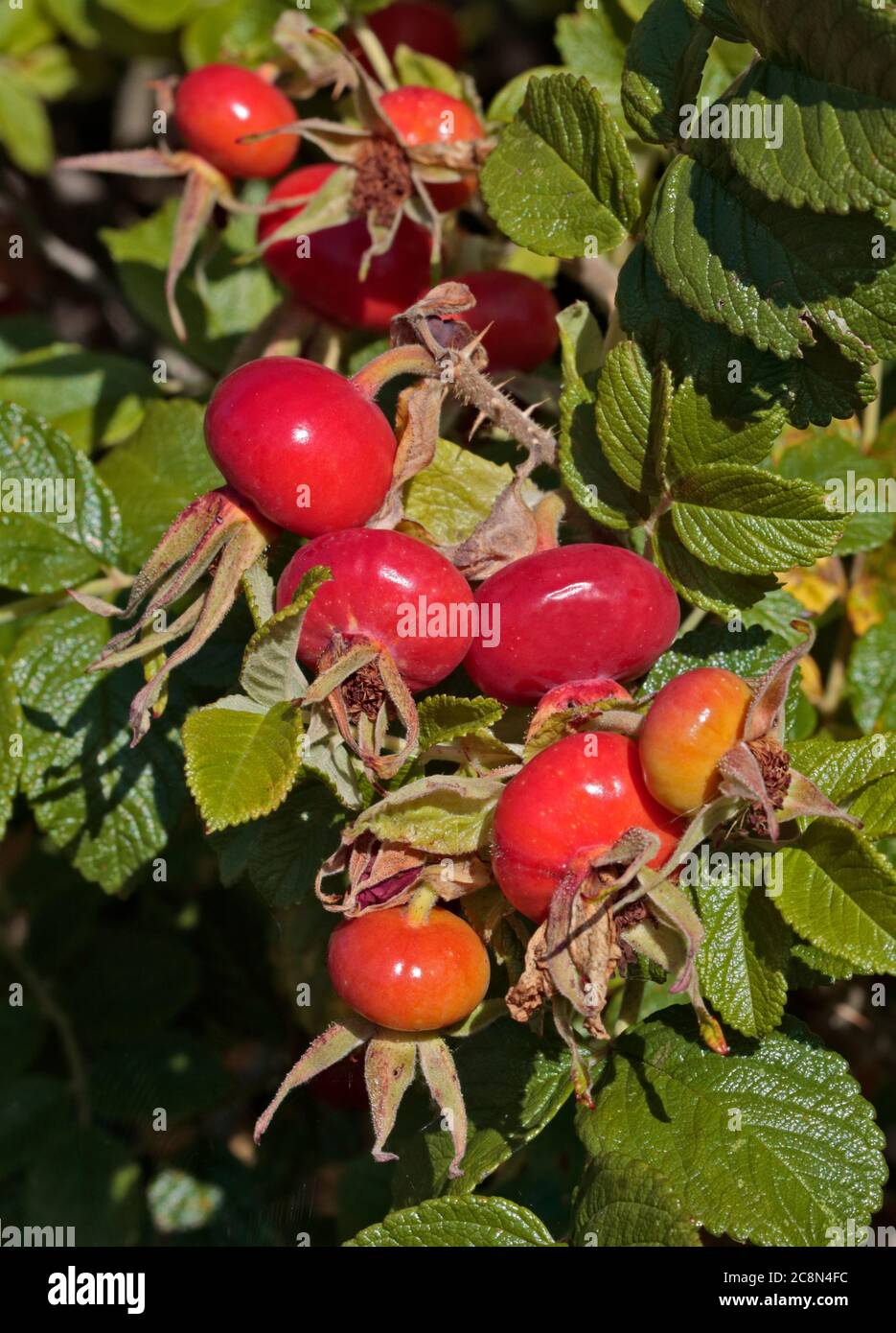 Rugosa rose hips hi-res stock photography and images - Alamy