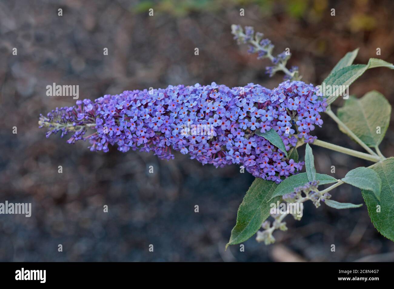 Purple buddleia bush hi-res stock photography and images - Alamy