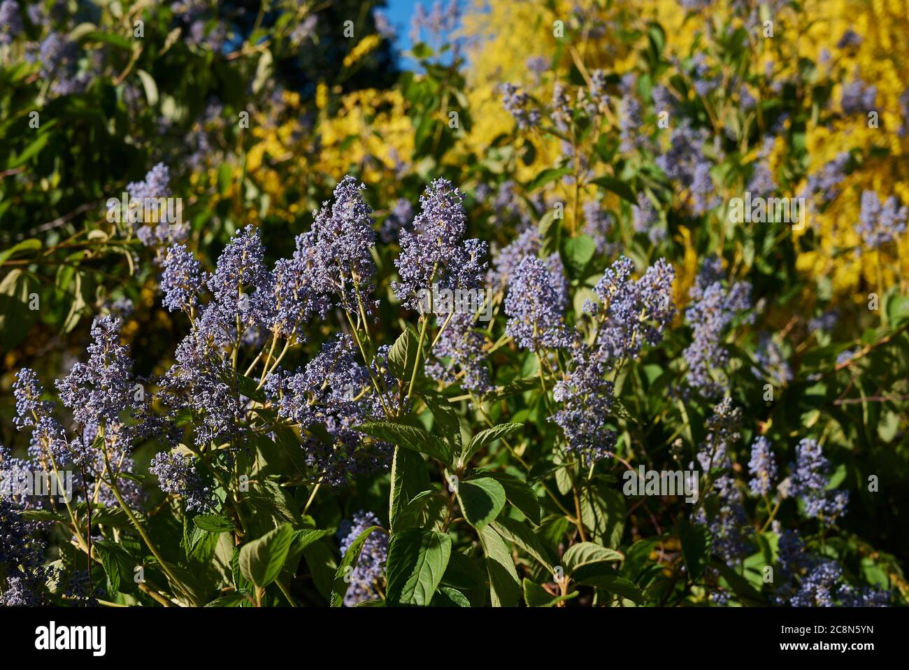 Ceanothus arboreus shrub with blue flowers Stock Photo - Alamy
