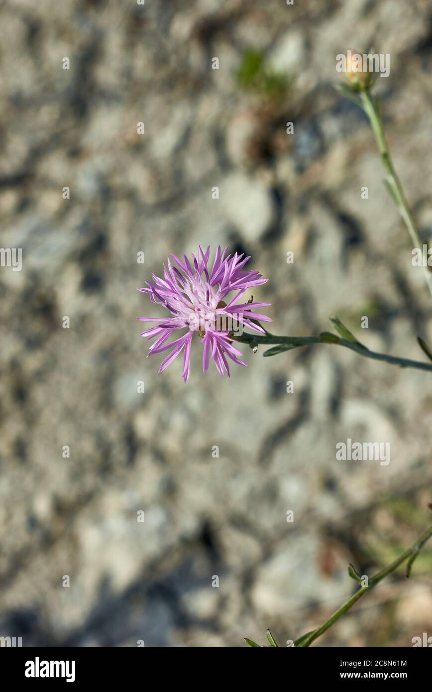 Centaurea bracteata with purple flowers Stock Photo - Alamy