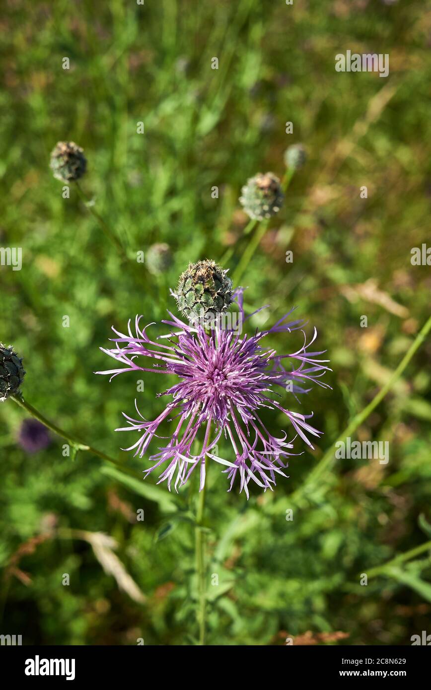 Centaurea scabiosa purple flowers Stock Photo - Alamy