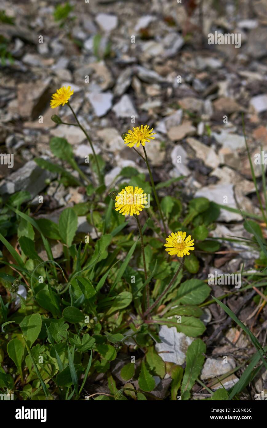 Crepis sancta hi-res stock photography and images - Alamy