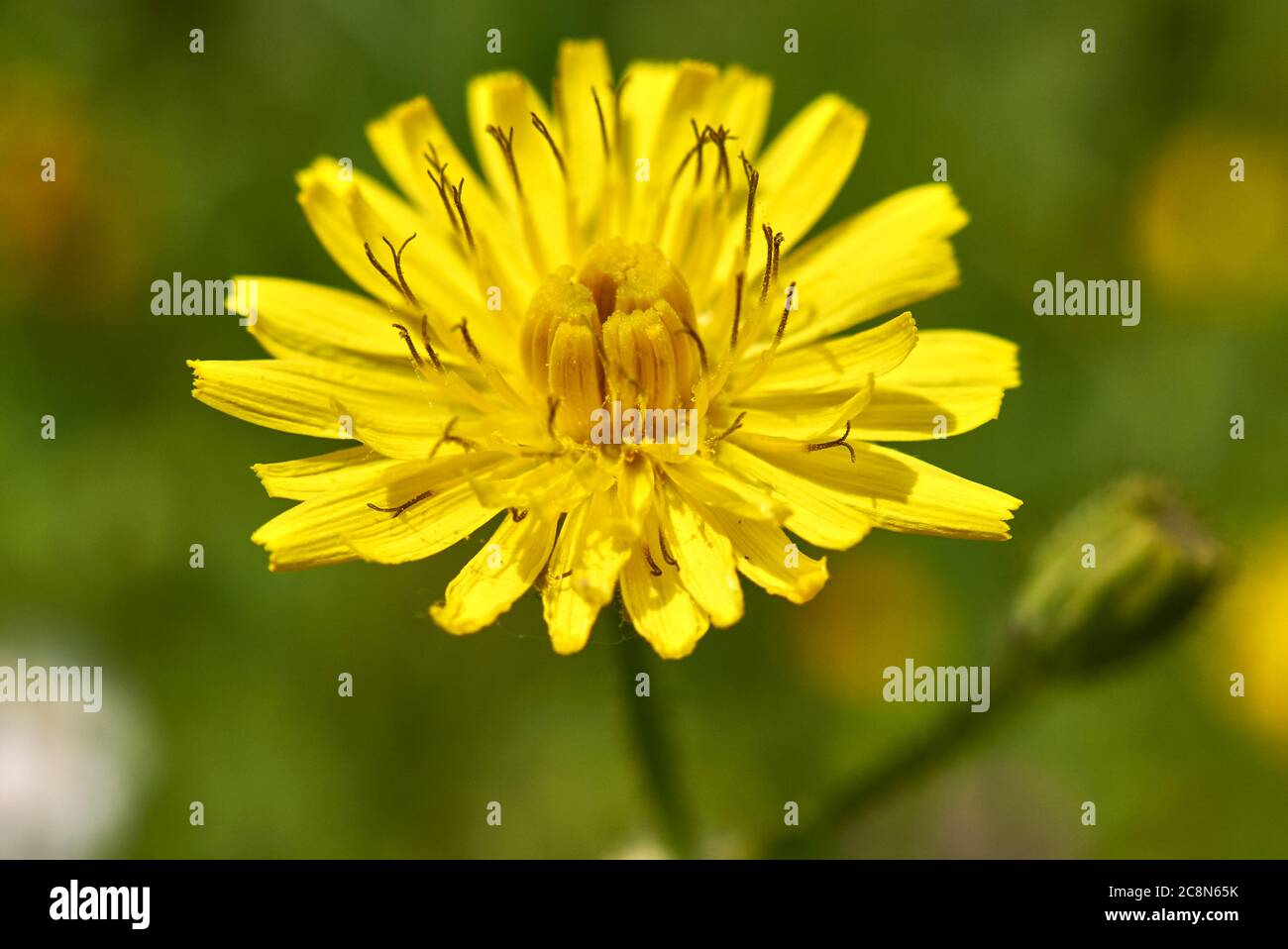 Crepis sancta hi-res stock photography and images - Alamy