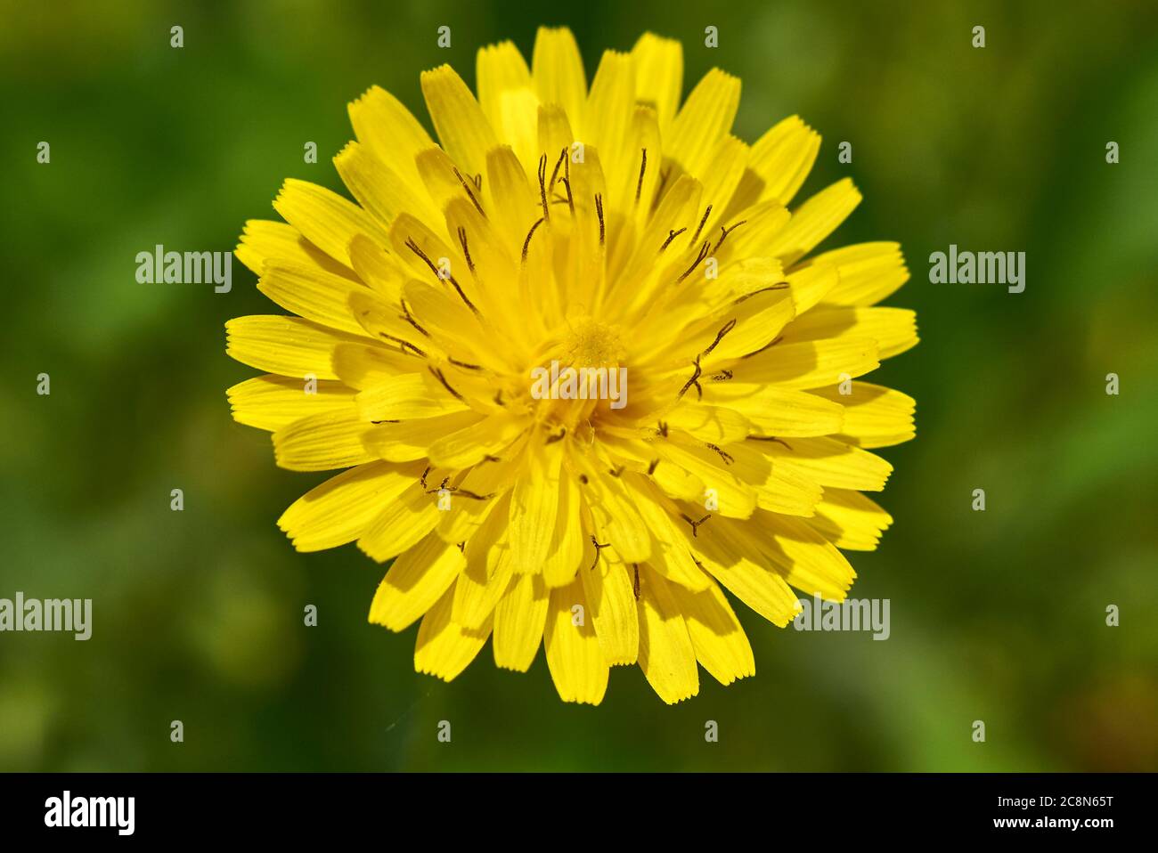Crepis sancta hi-res stock photography and images - Alamy