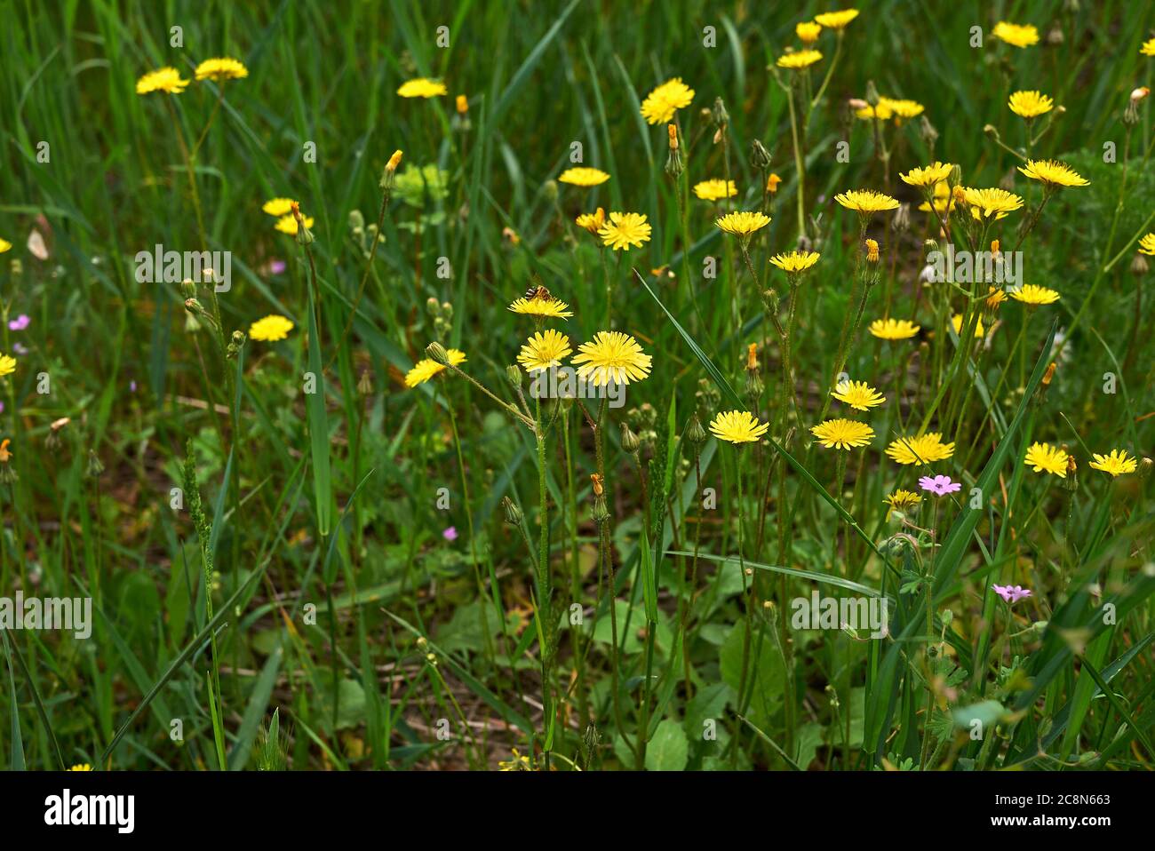 Crepis sancta hi-res stock photography and images - Alamy