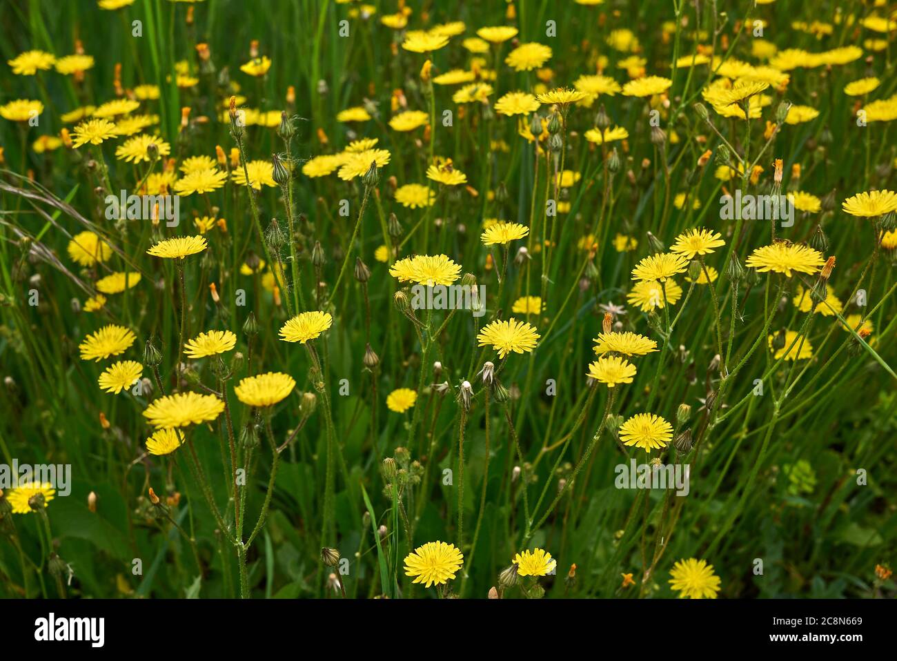 Crepis sancta hi-res stock photography and images - Alamy