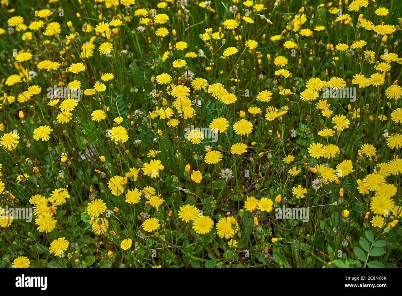 Crepis sancta hi-res stock photography and images - Alamy