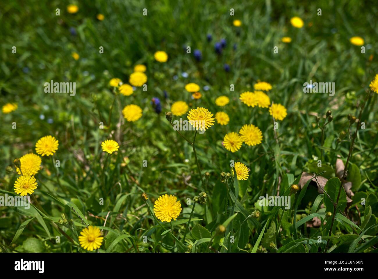 Crepis sancta yellow flowers and green leaves Stock Photo - Alamy