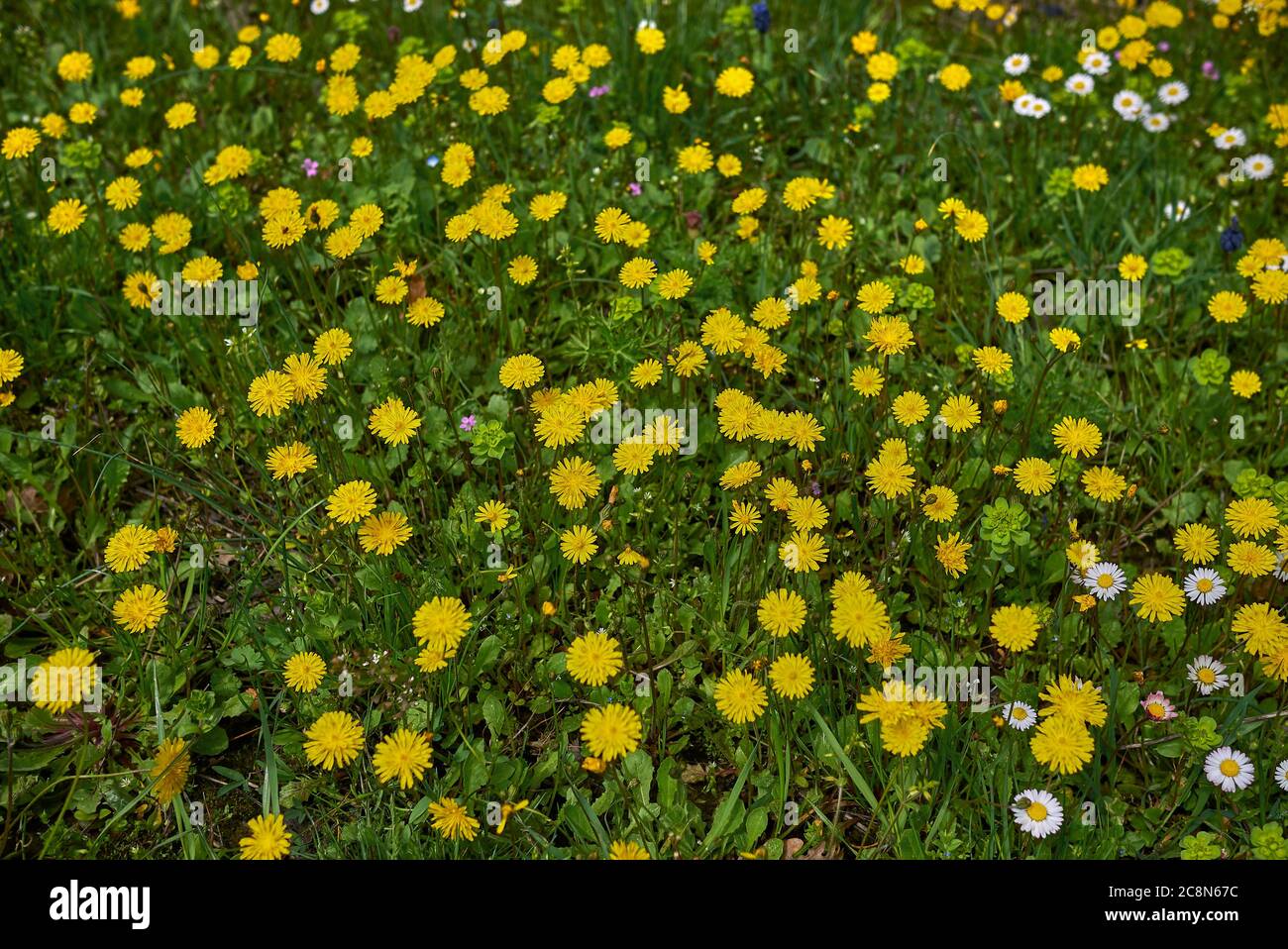 Crepis sancta hi-res stock photography and images - Alamy