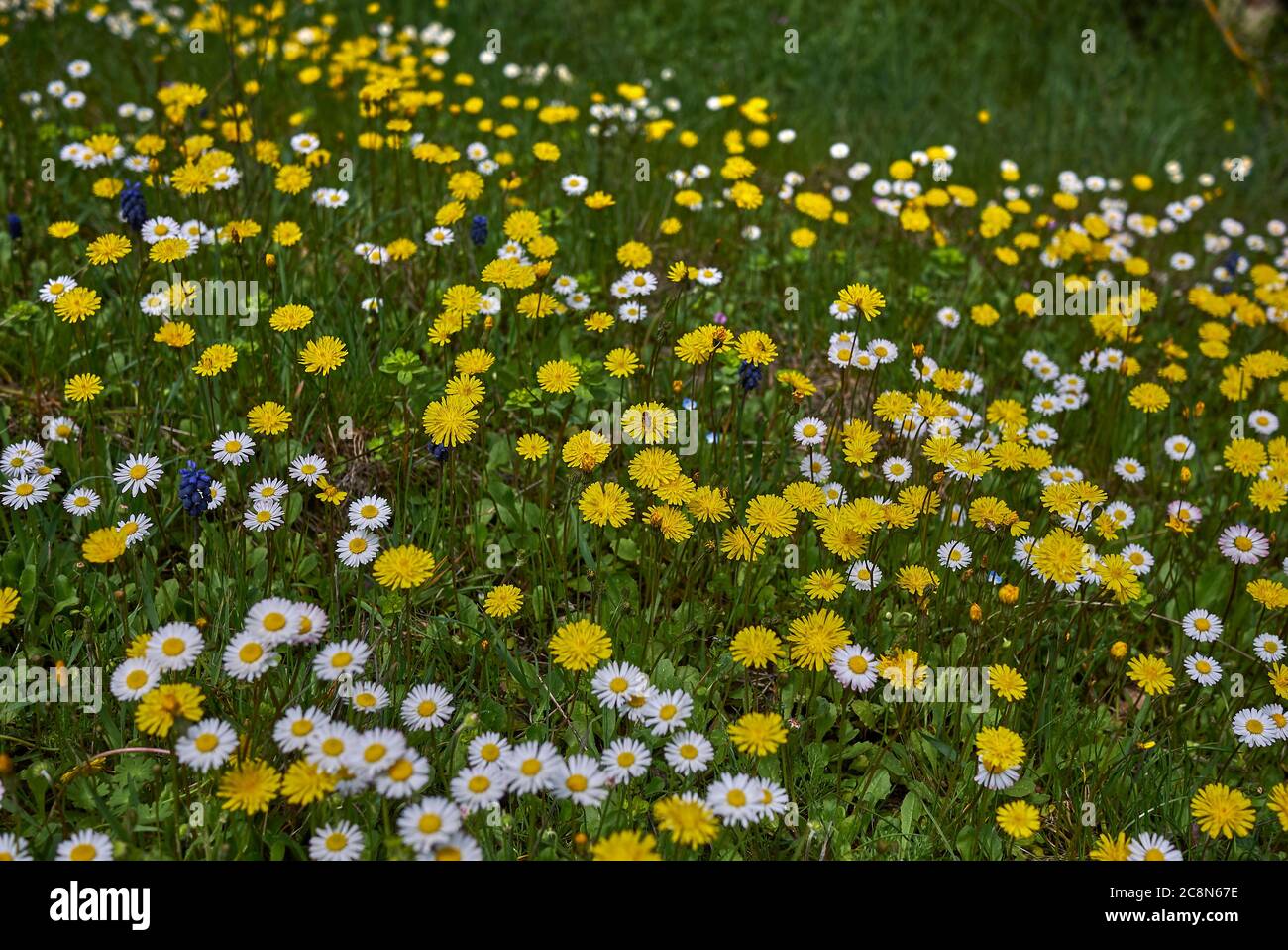 Crepis sancta hi-res stock photography and images - Alamy