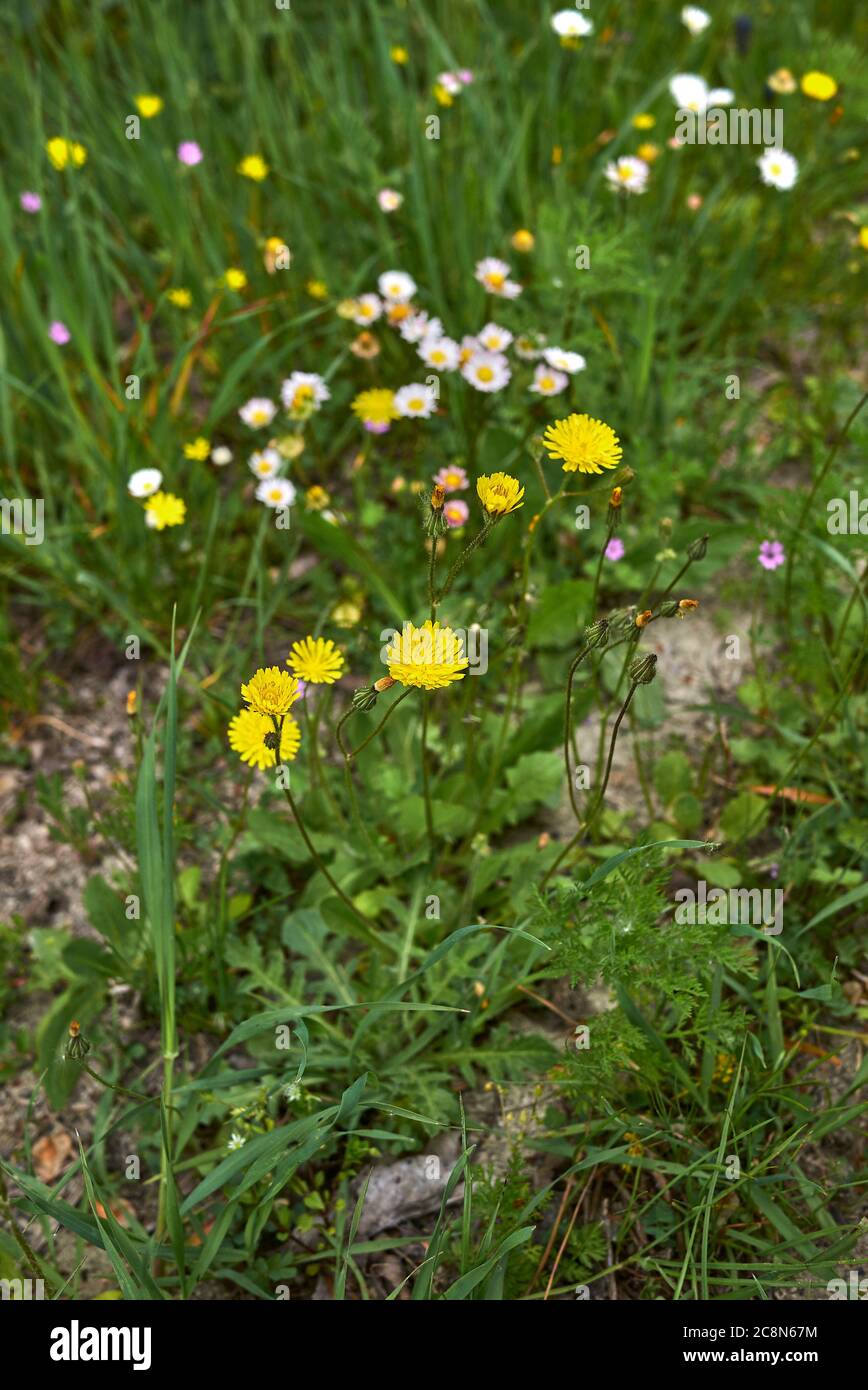 Crepis sancta hi-res stock photography and images - Alamy