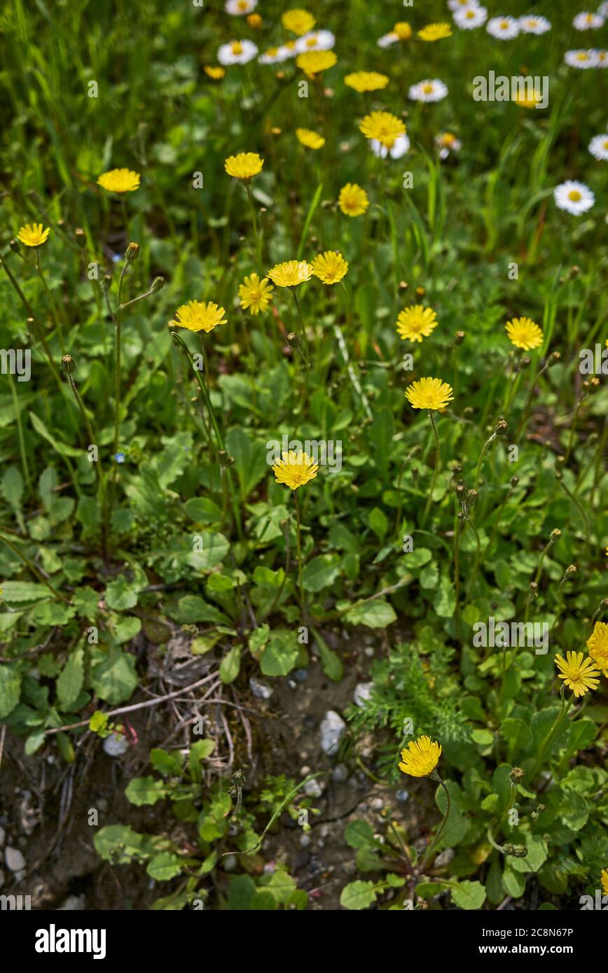 Crepis sancta hi-res stock photography and images - Alamy