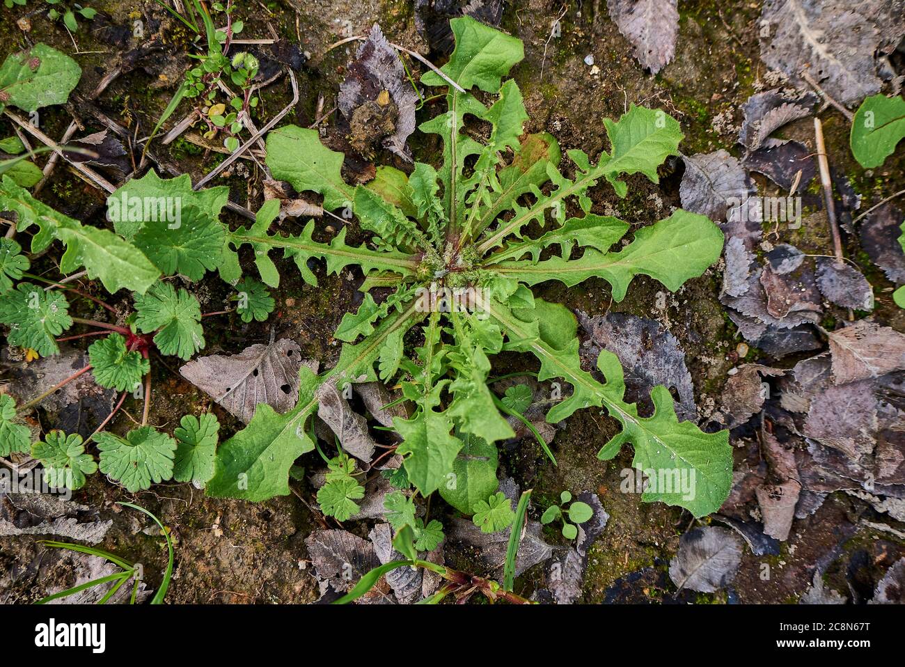 Crepis sancta hi-res stock photography and images - Alamy