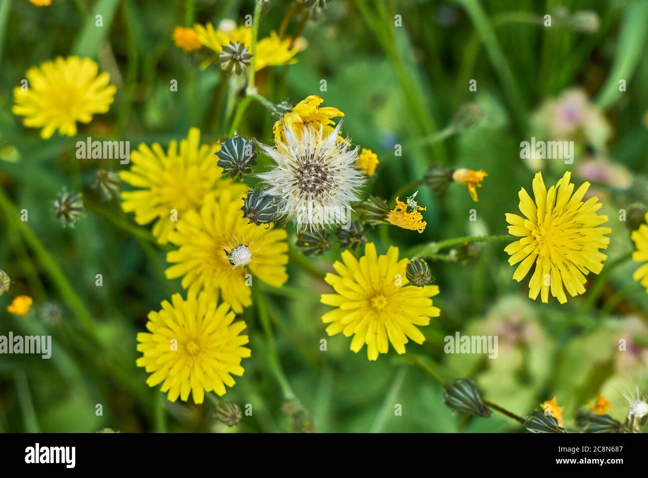 Crepis sancta yellow flowers and green leaves Stock Photo - Alamy