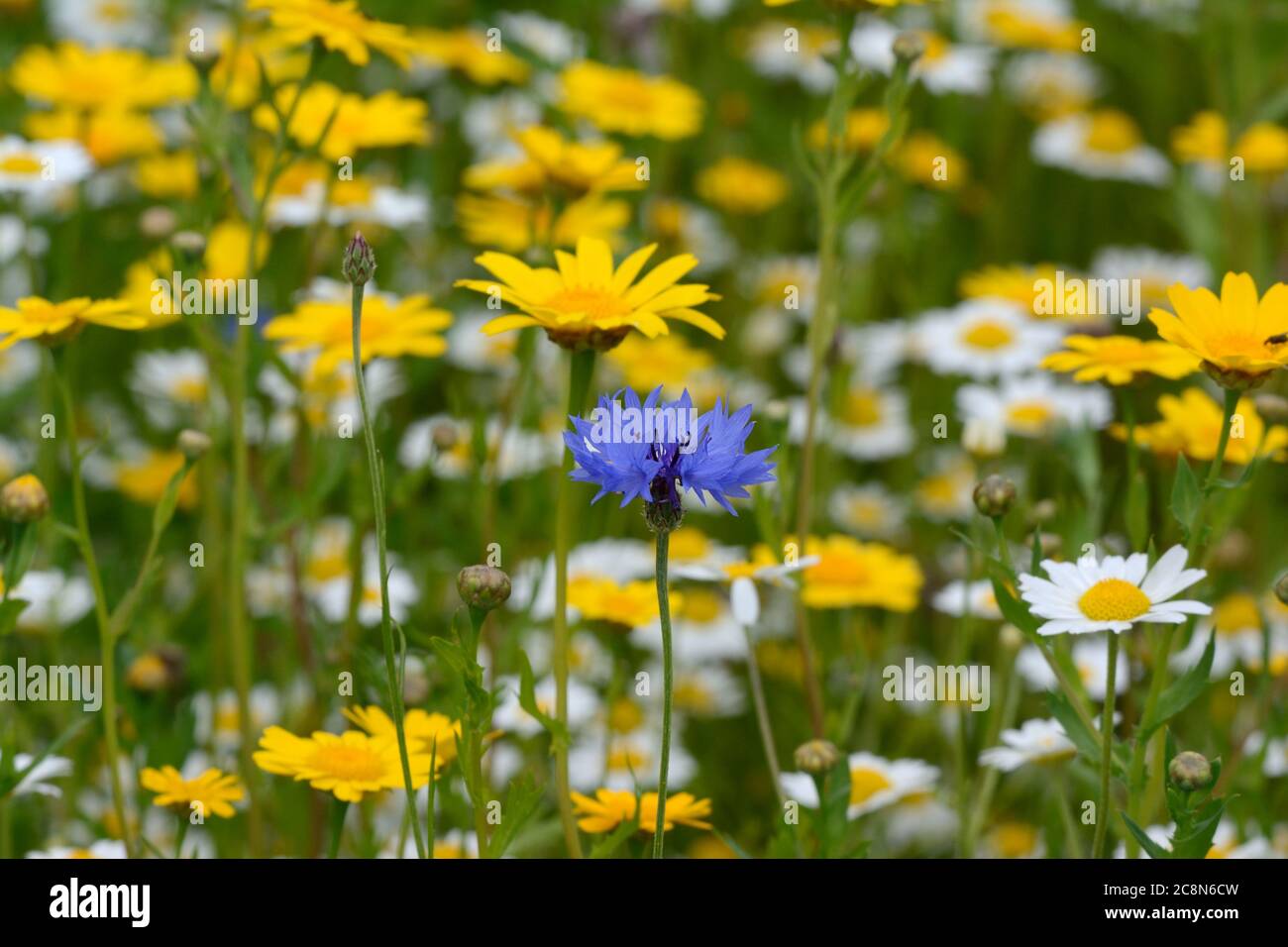 corn flower cornflower isolated in a field of corn marigold and com ...
