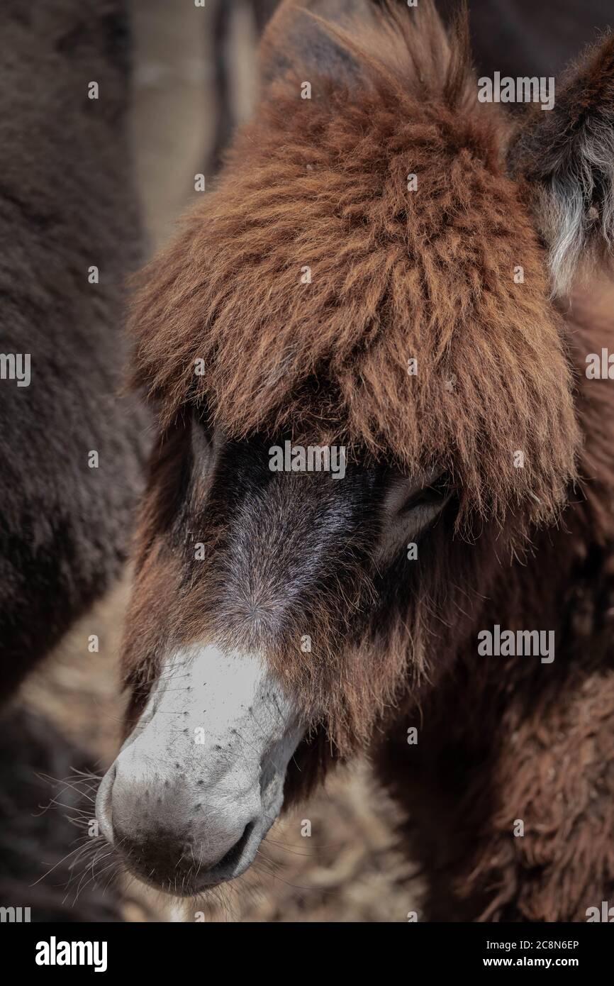 Donkey foal, head portrait. Donkey face with fur. Closeup of a face of ...