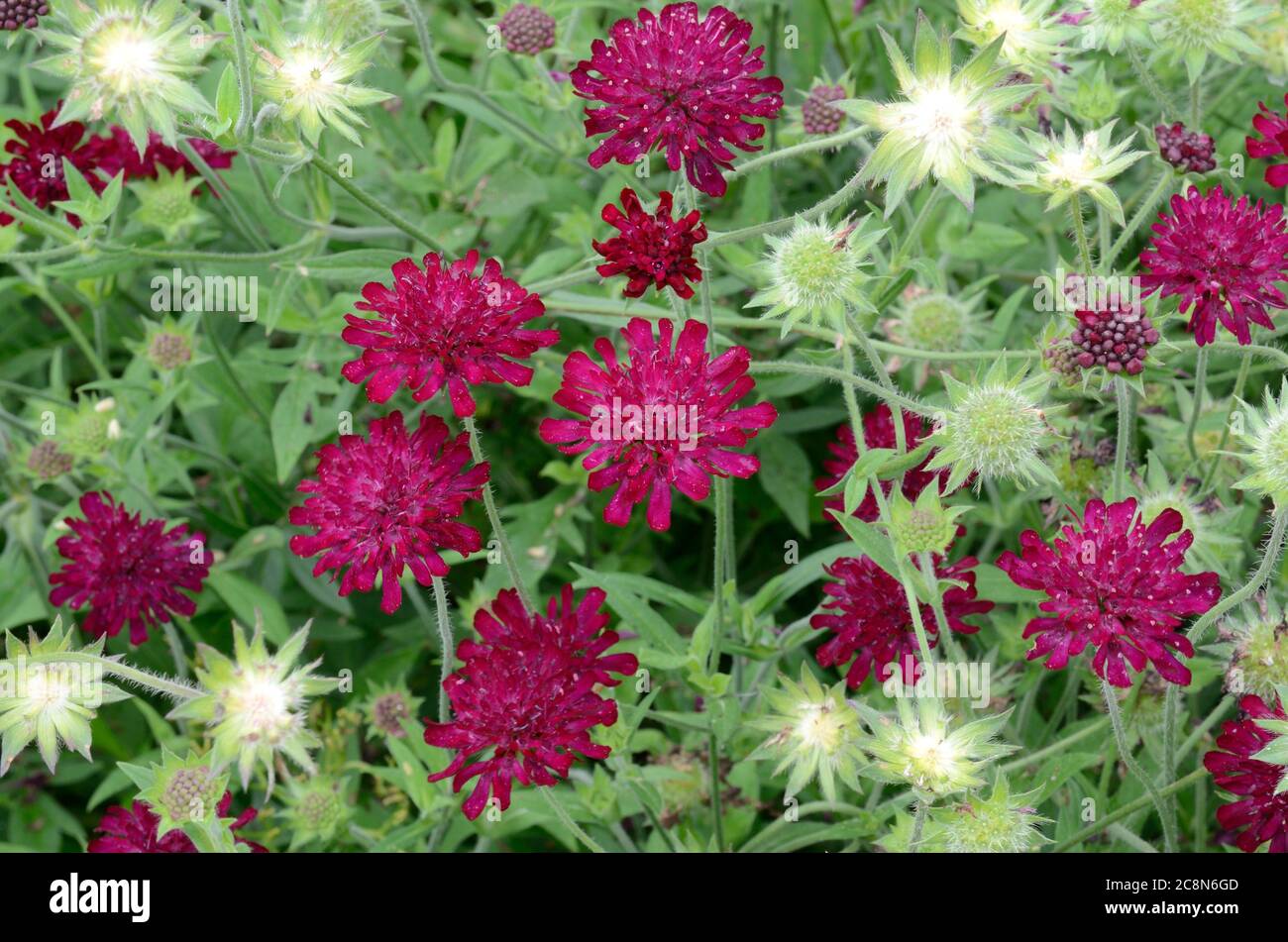 Crimson scabious flowers hi-res stock photography and images - Alamy