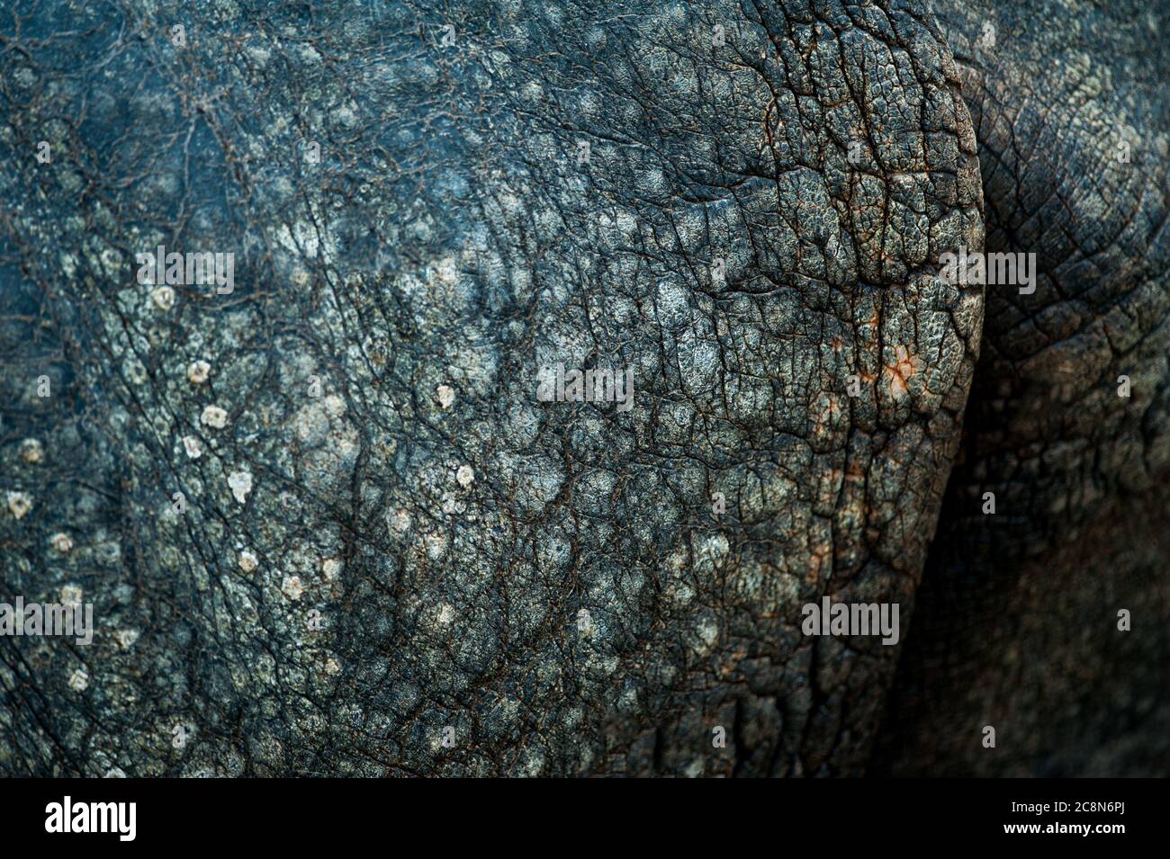 Rhino skin texture closeup Stock Photo - Alamy
