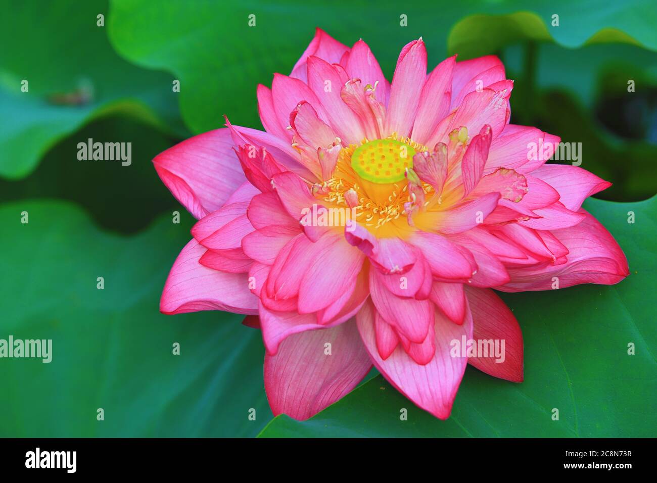 Peony Lotus flower close-up,beautiful pink peony lotus flower blooming ...