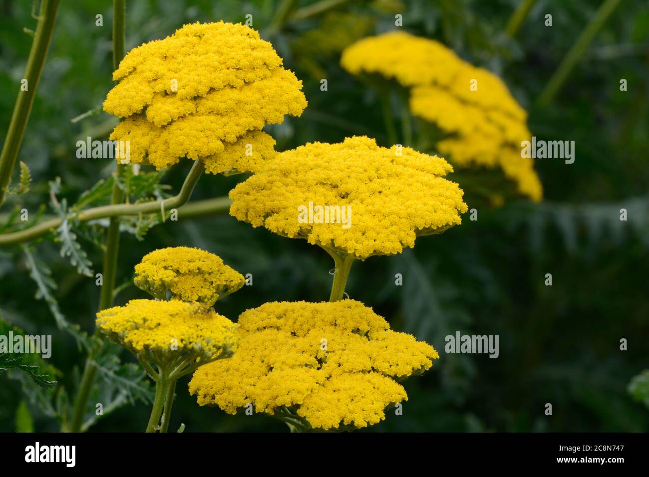Gold plate hi-res stock photography and images - Alamy