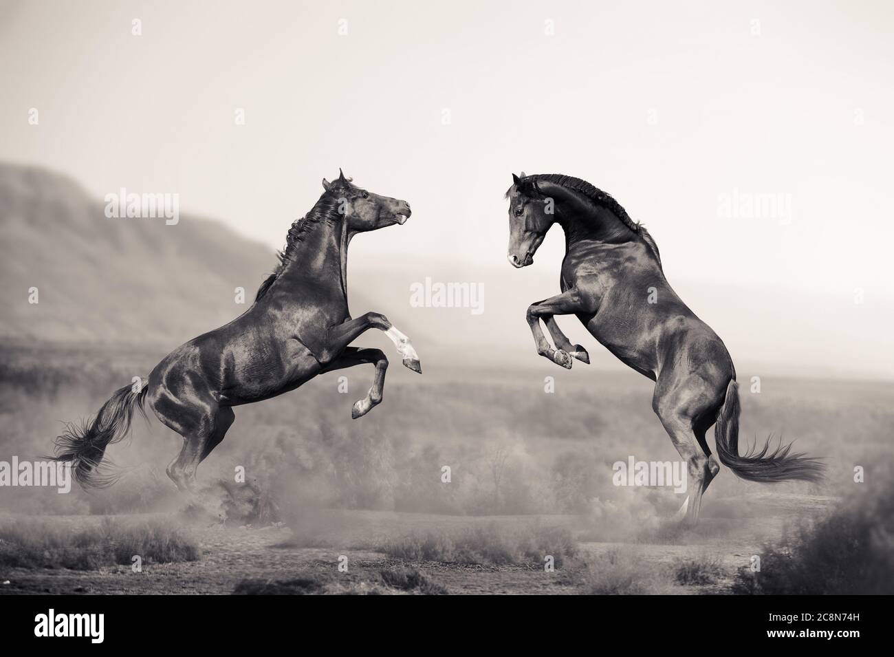 two beautiful young stallions fighting in the desert in monochromatic ...