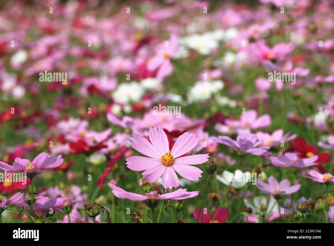 Common Cosmos High Resolution Stock Photography and Images - Alamy