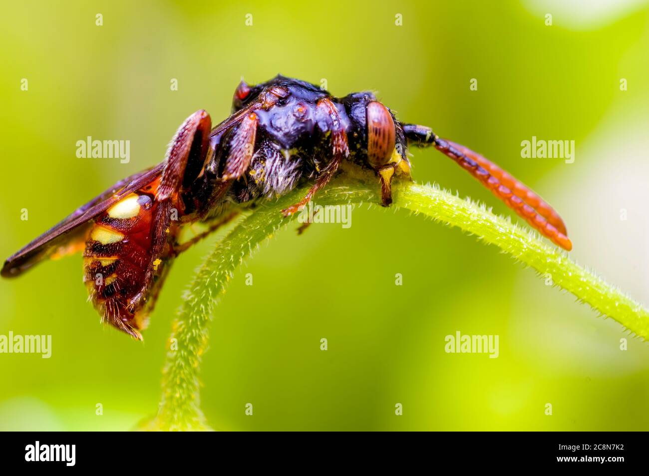 Little bee insect on a plant in the meadows Stock Photo - Alamy