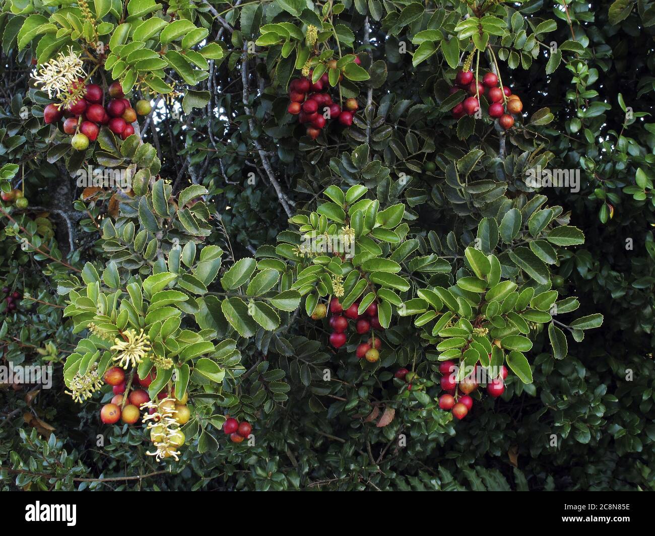 Growing Lingonberry red fruits on the tree branches Stock Photo - Alamy