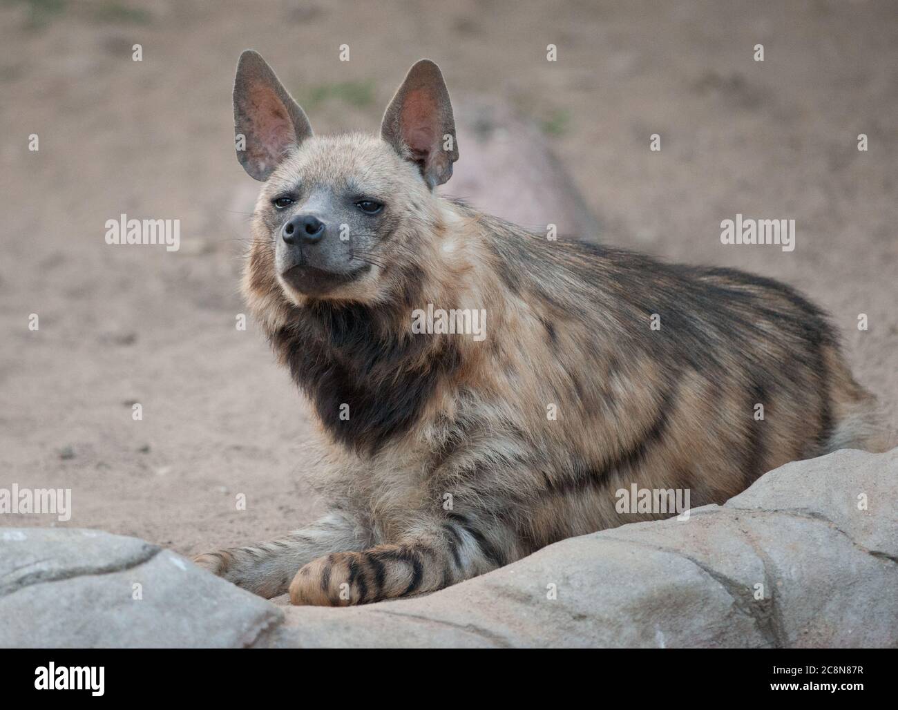 Hyena species hi-res stock photography and images - Alamy