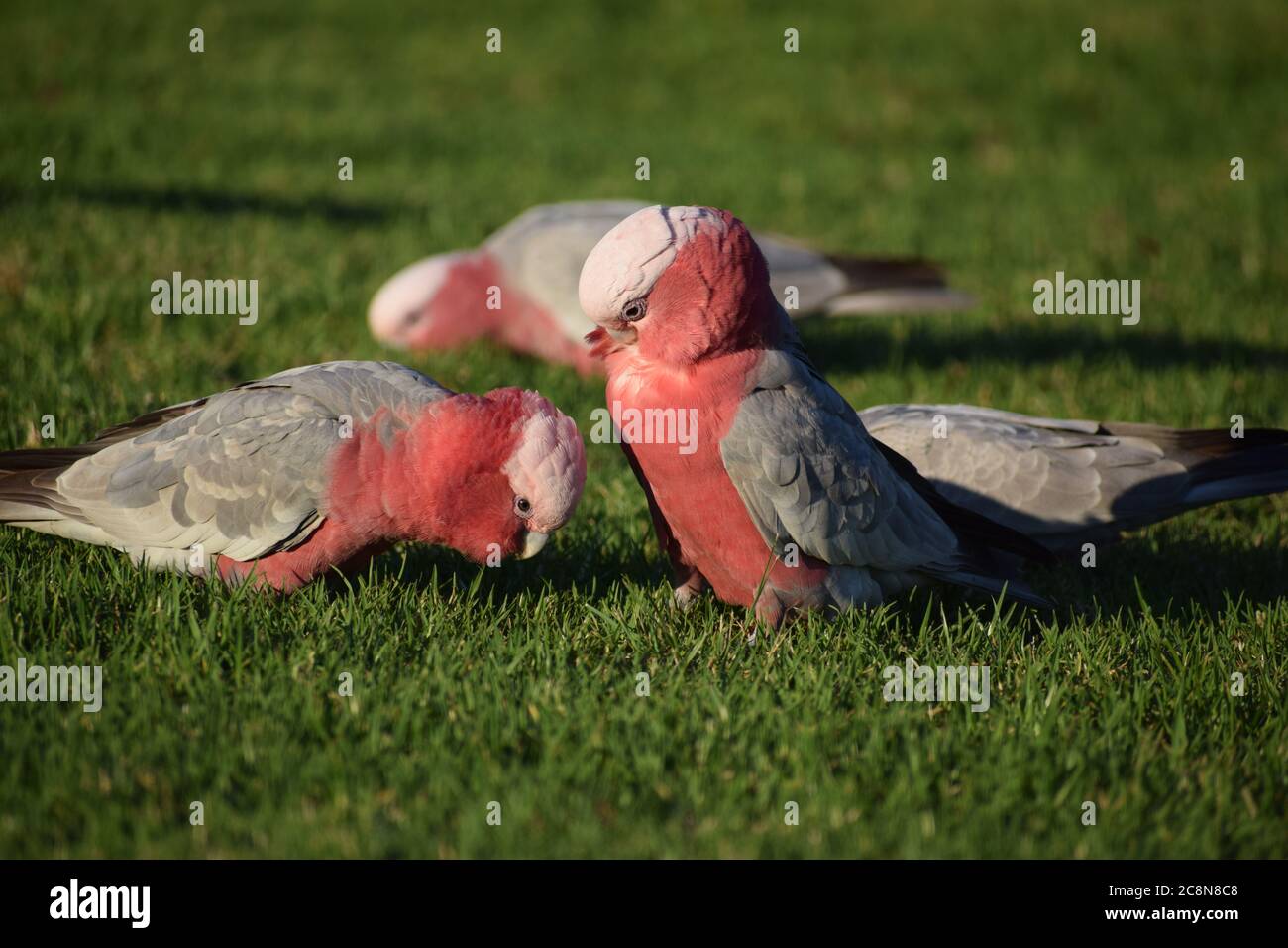 Galah wings hi-res stock photography and images - Alamy