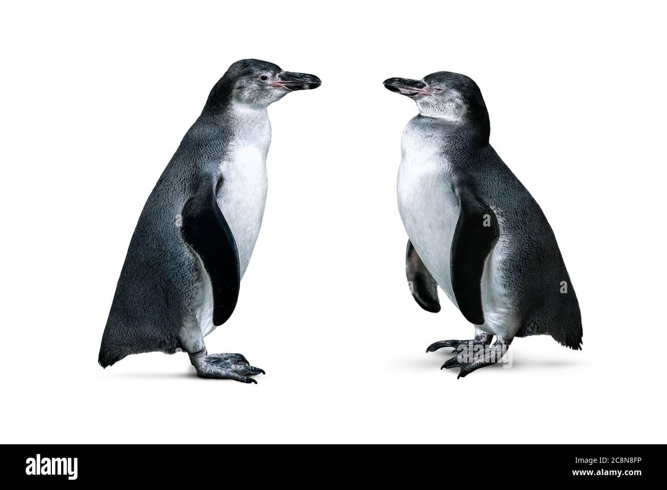 African penguins isolated over a white background Stock Photo - Alamy
