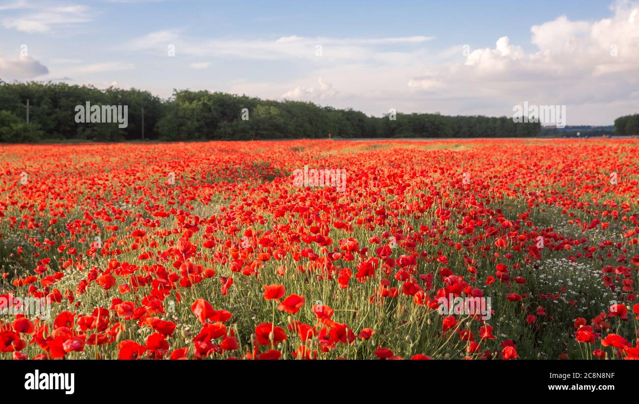 Landscape of red poppy field on sunset Stock Photo - Alamy