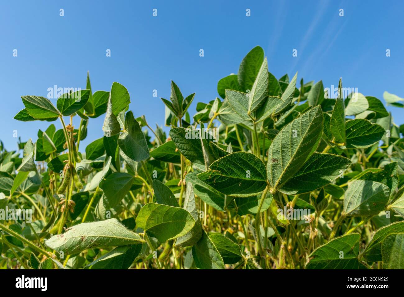 Soybean plant cultivation hi-res stock photography and images - Alamy