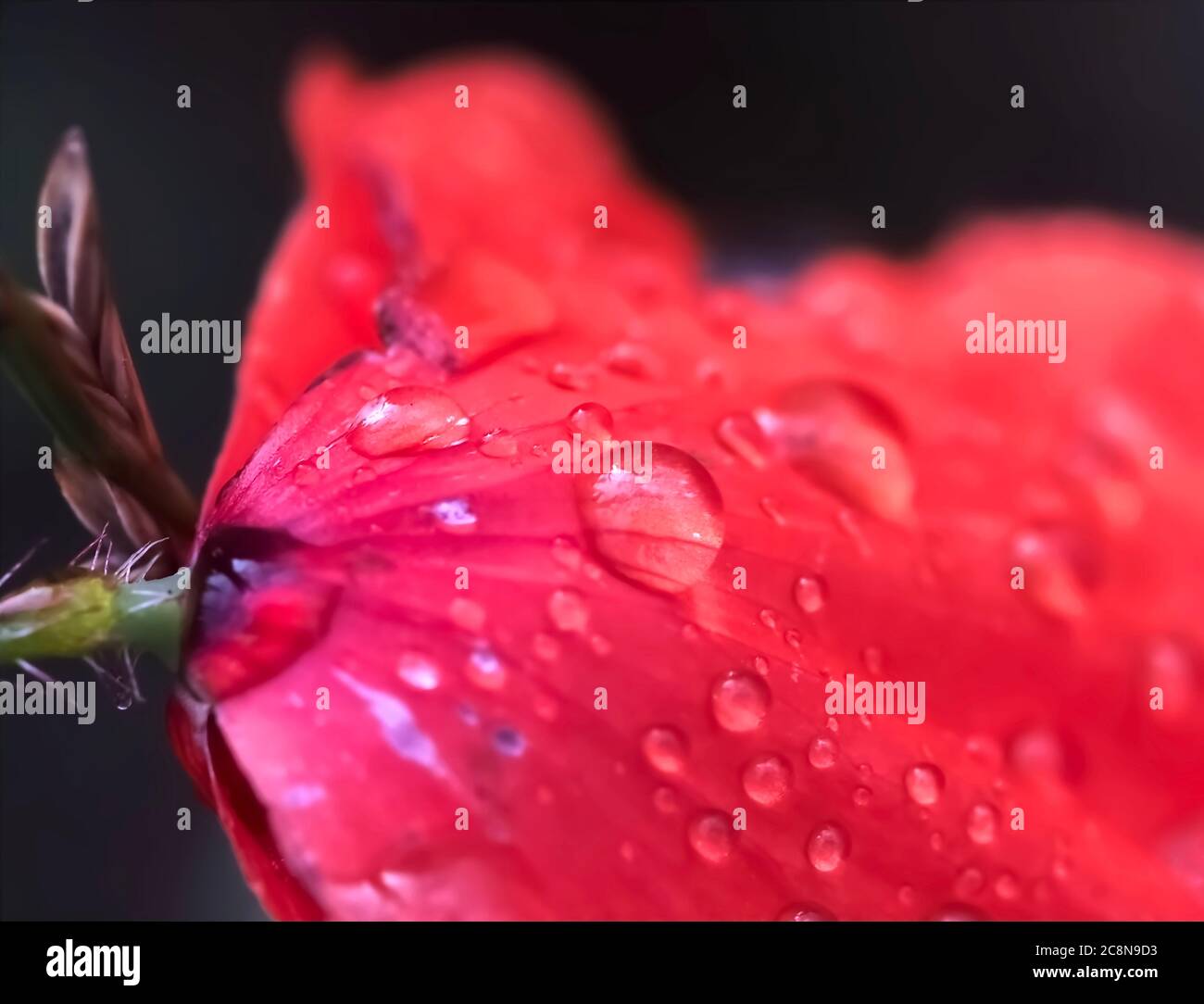 Red flower and caterpillar hi-res stock photography and images - Alamy