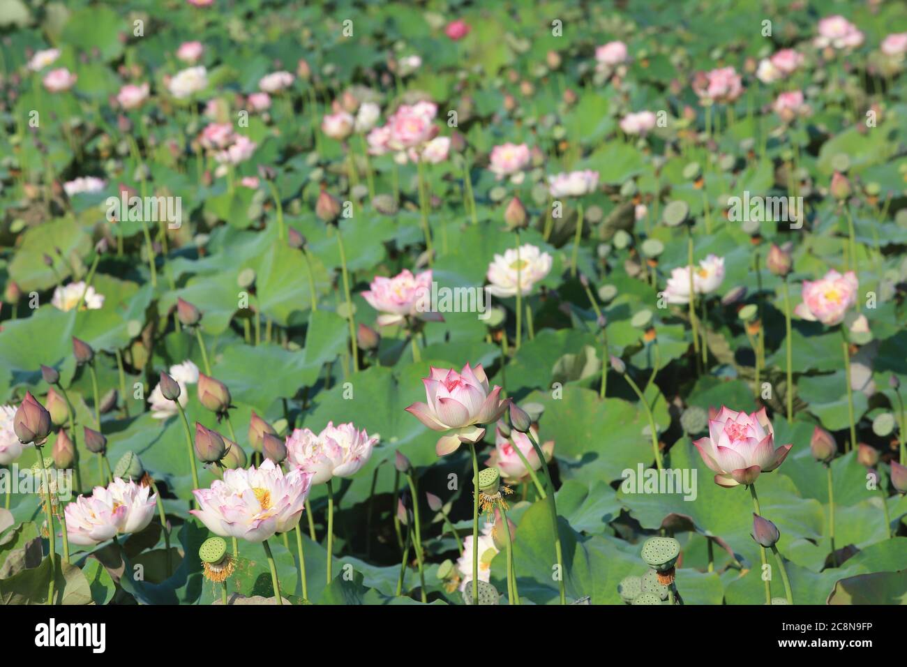 Peony Lotus flowers and buds,many beautiful pink with white peony lotus ...