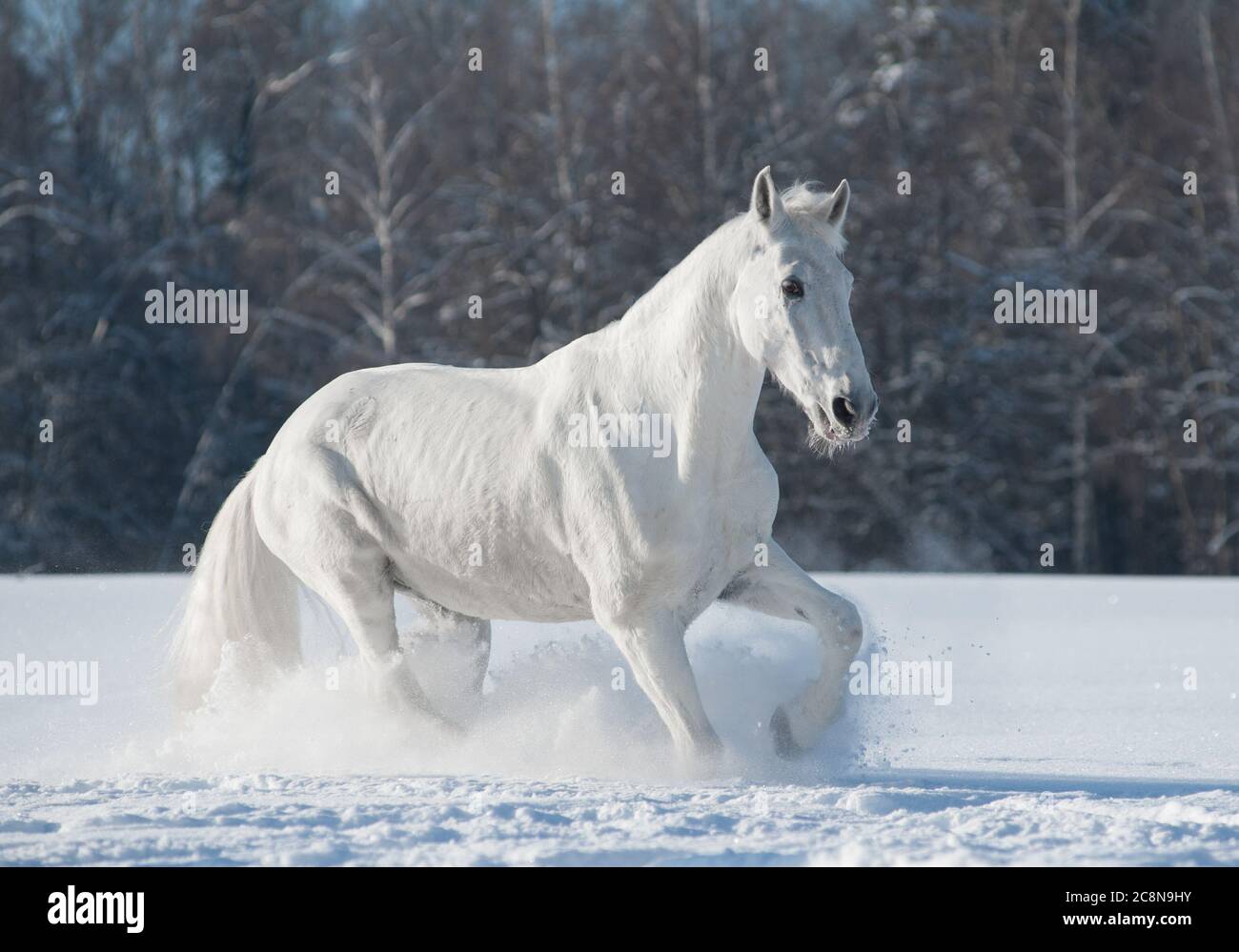 Orlov trotter horse hi-res stock photography and images - Alamy