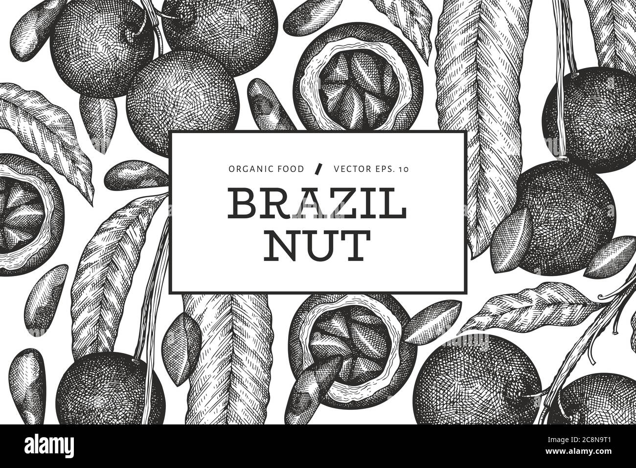 Brazilian nut tree Stock Vector Images - Alamy