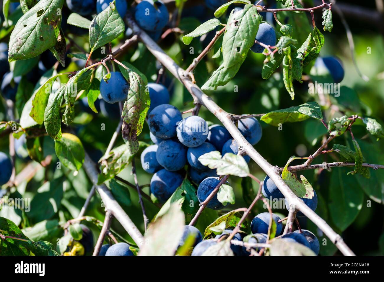 Plum Fruit Tree with Ripe Berries Stock Photo - Alamy
